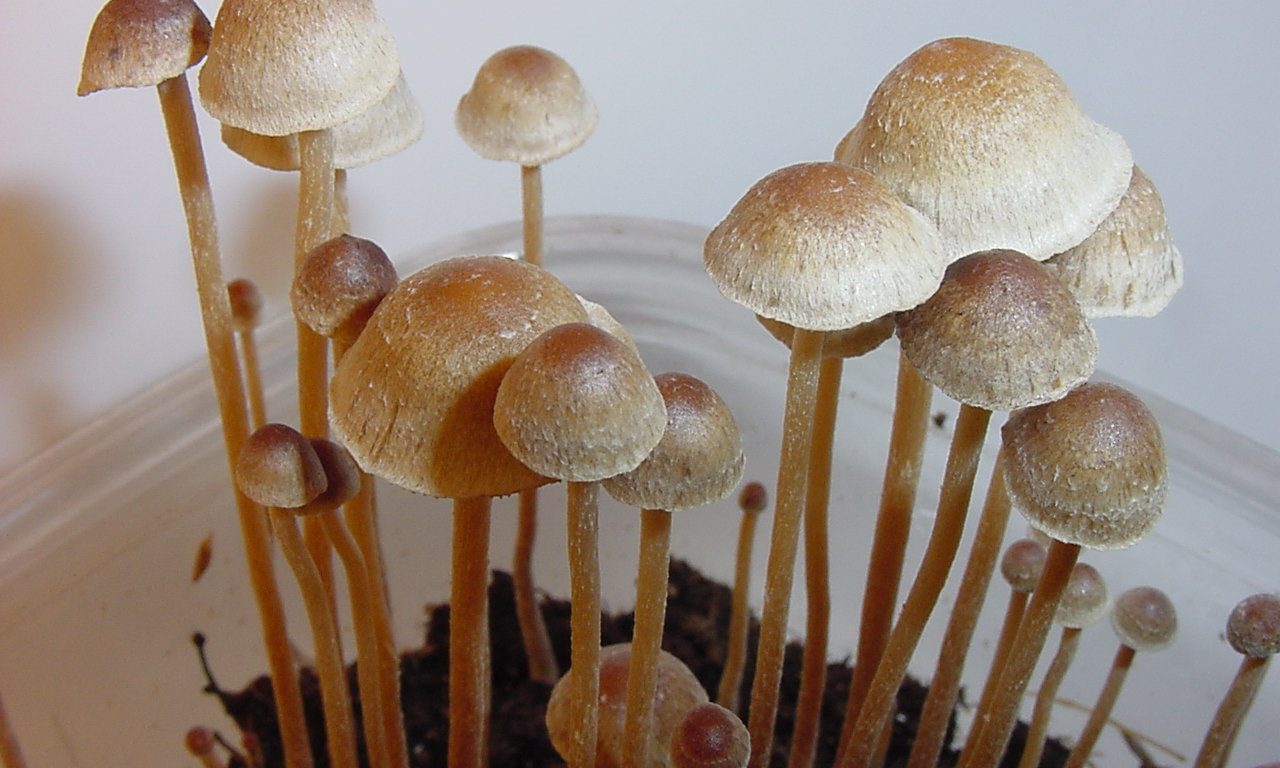 Two-Track Effort To Allow Psychedelic Mushrooms In Washington State ...